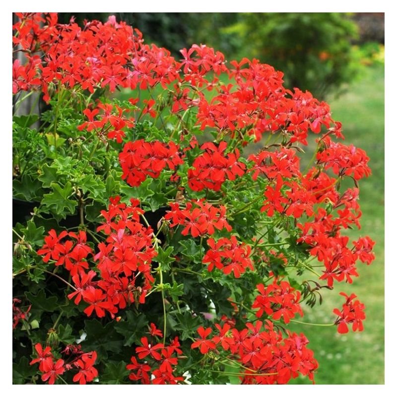 Trailing Ivy Leaf Geranium - Decora Balcony Red - In Bud & Bloom