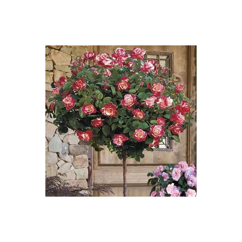 Pair of PATIO Standard Rose Trees - Double Delight