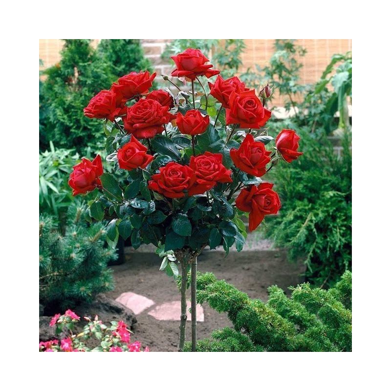 Large Deep Red Standard Rose Tree 'Chrysler Imperial' - circa 130 ...