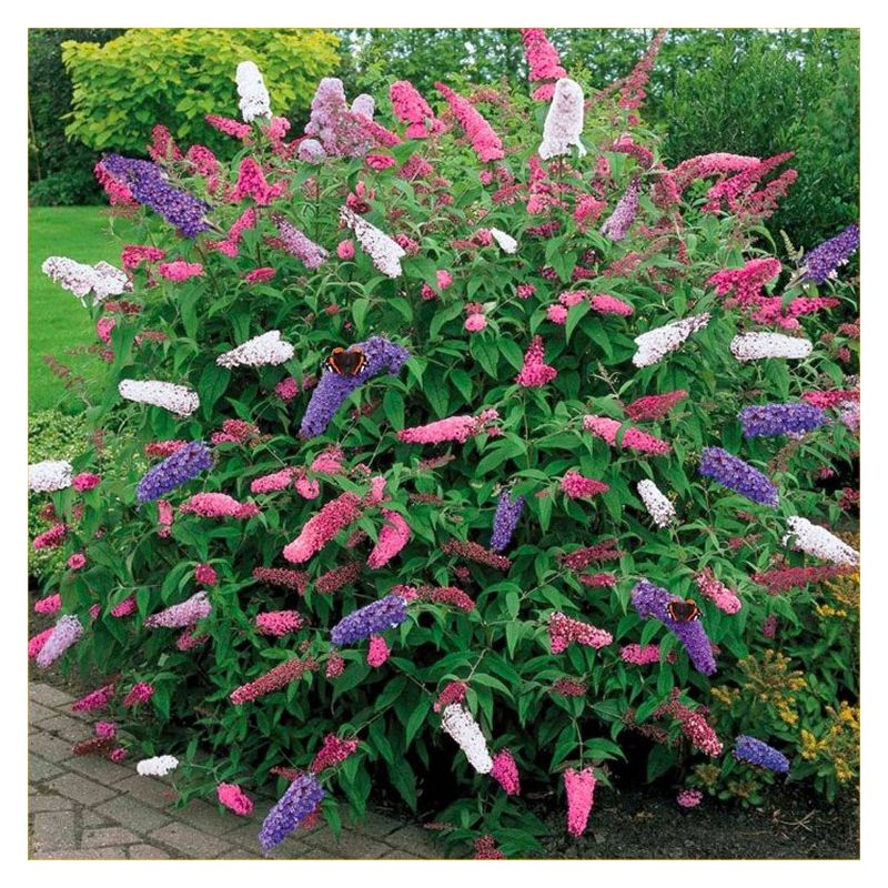 LARGE Buddleia Tricolour - Amazing Multicoloured Butterfly Bush