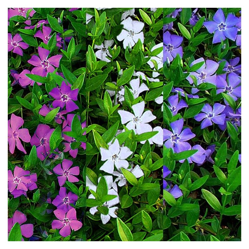 Vinca Plant In Pots Variegated Vinca Vine