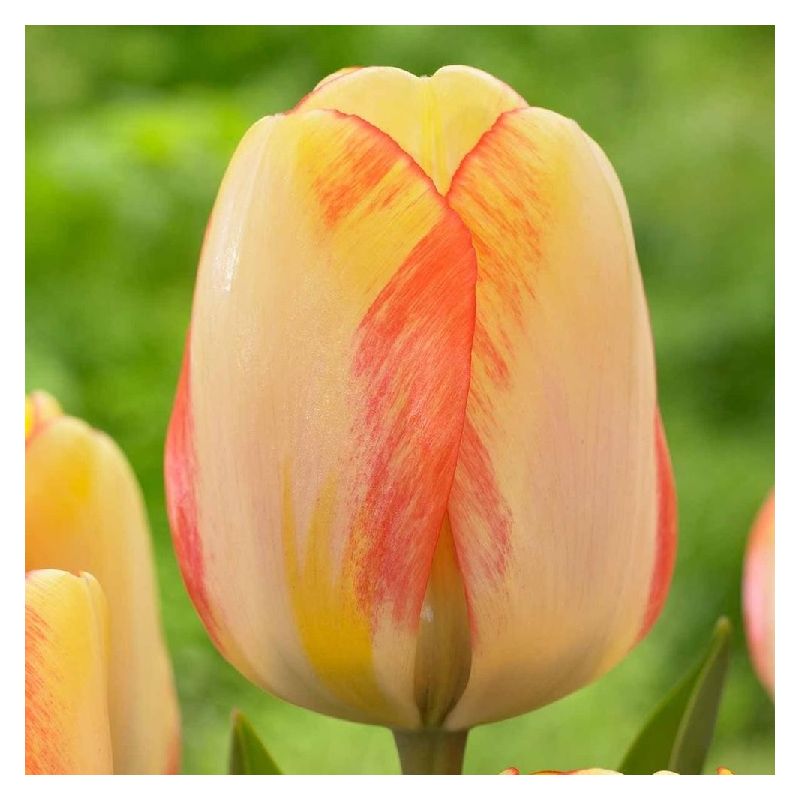 Tulip 'Beauty of Spring' - Pack of 8