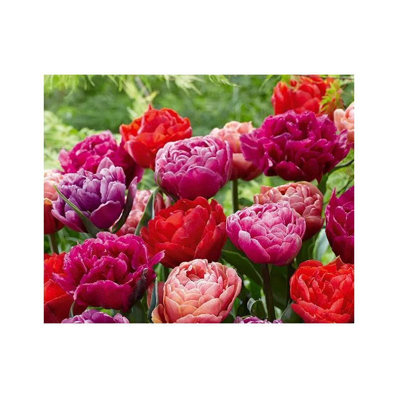 Tulip ‘Dazzling Mix’ - Pack of 25