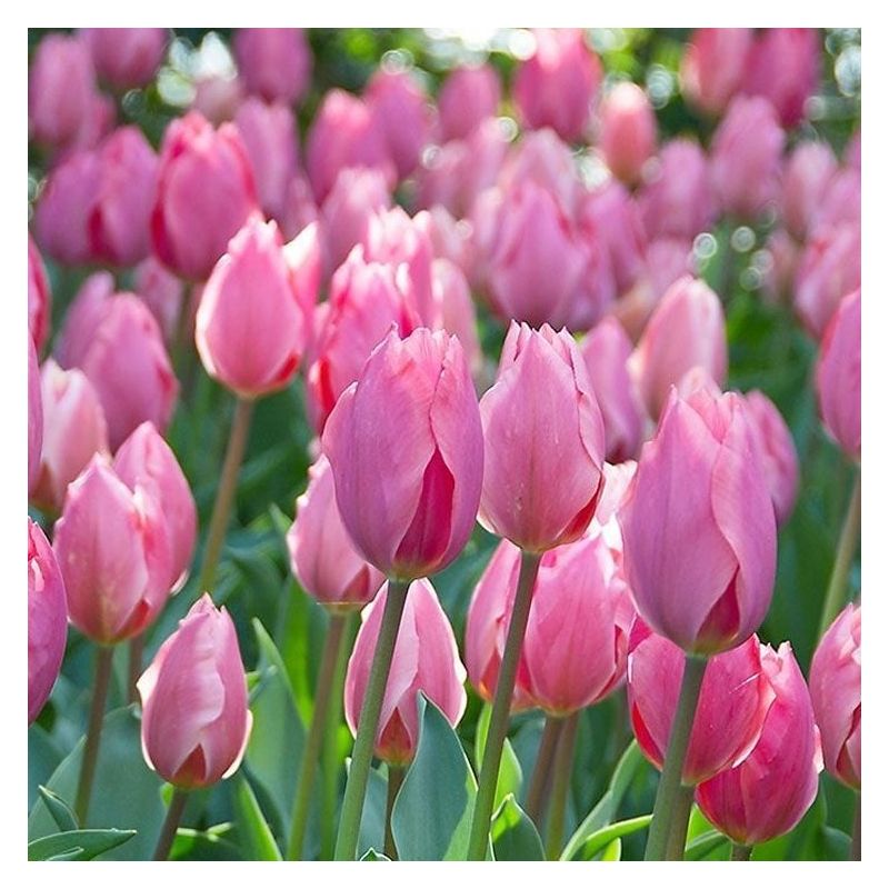 Tulip Gabrielle