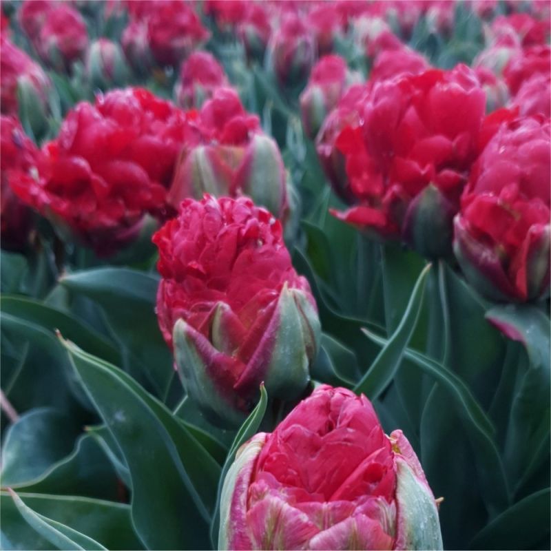 Double-Flowered Tulip - Strawberry Ice Cream - Pack of Six