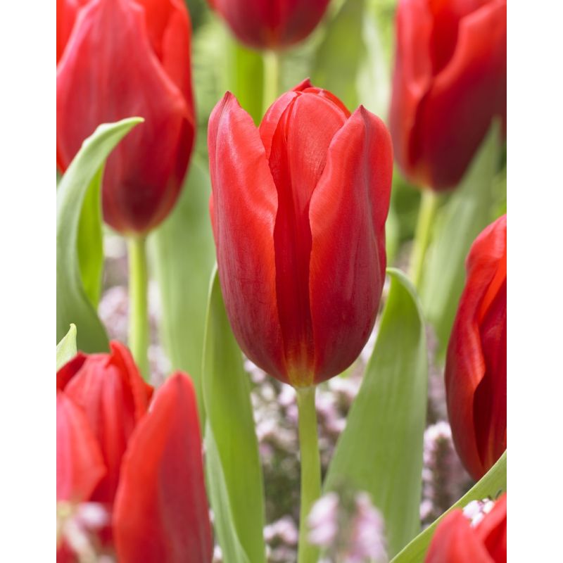 Tulip 'Oscar' - Pack of 12 Bulbs
