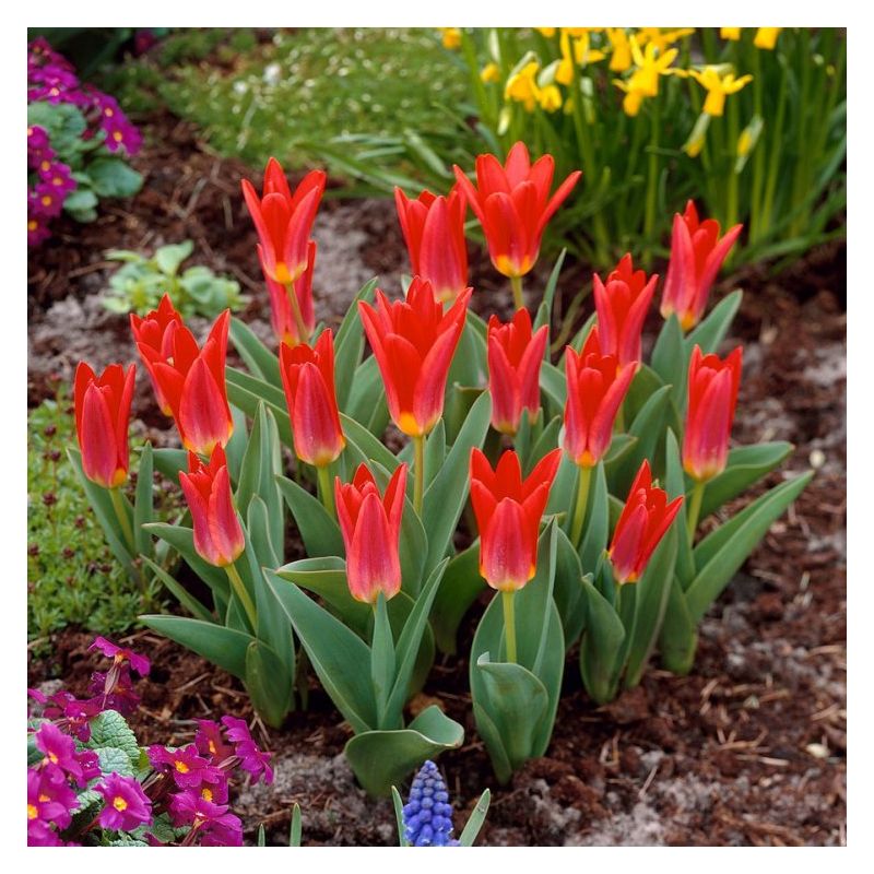 Tulip Scarlet Baby - Pack of 8