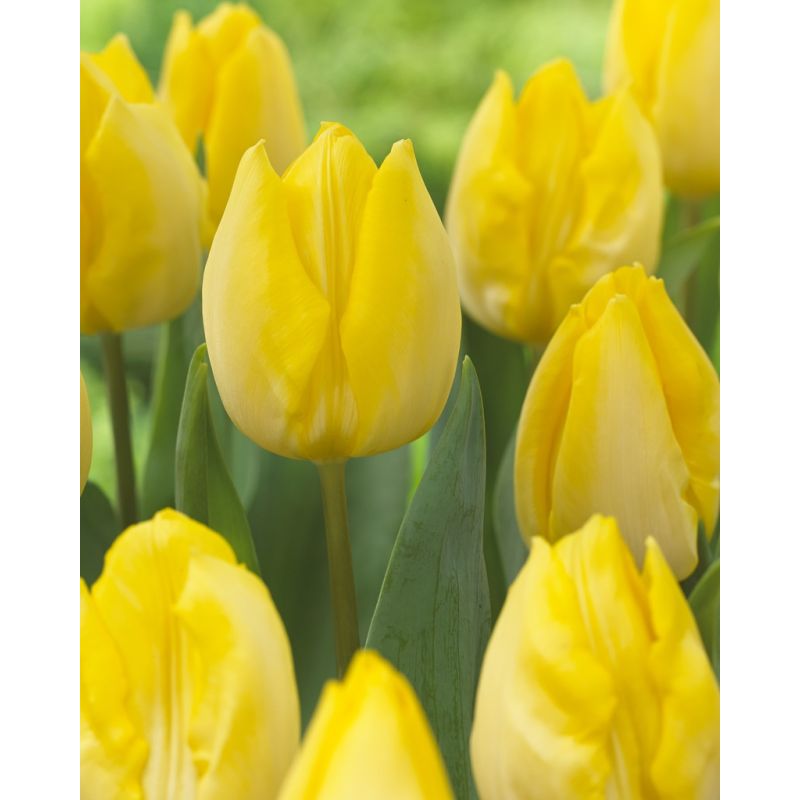 Tulip 'Sunny Prince' - Pack of 12 Bulbs