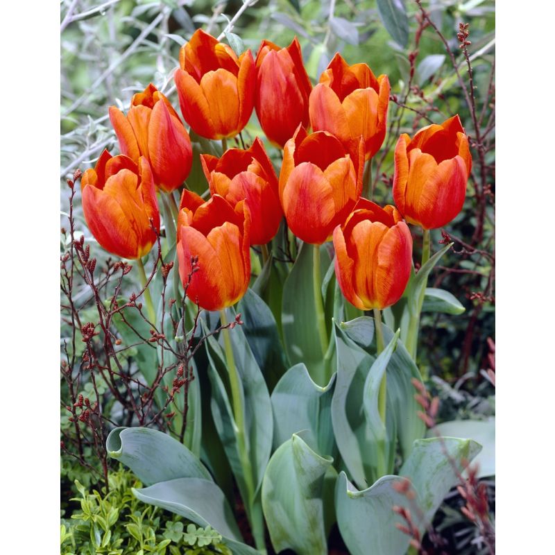 Tulip 'Veronique Sanson' - Pack of 12 Bulbs