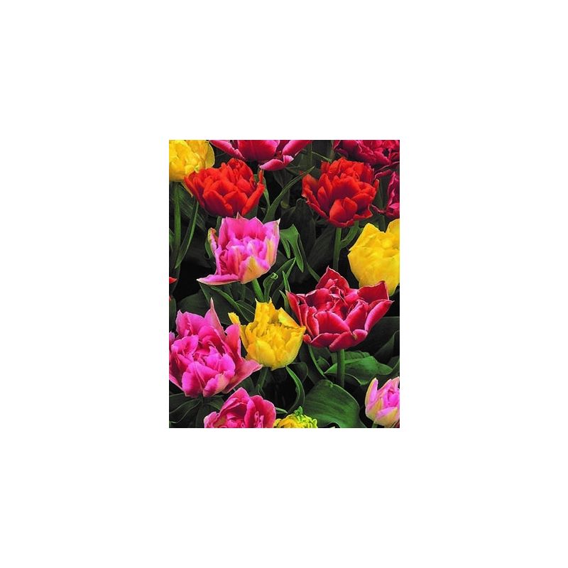 Tulip Double Early Mix - Pack of 25