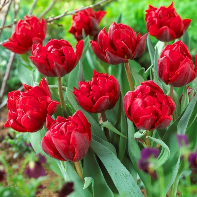 Tulip Red Princess