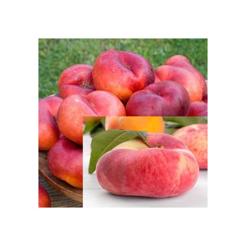 UFO Peach and Nectarine Duo - Two Fruit Trees