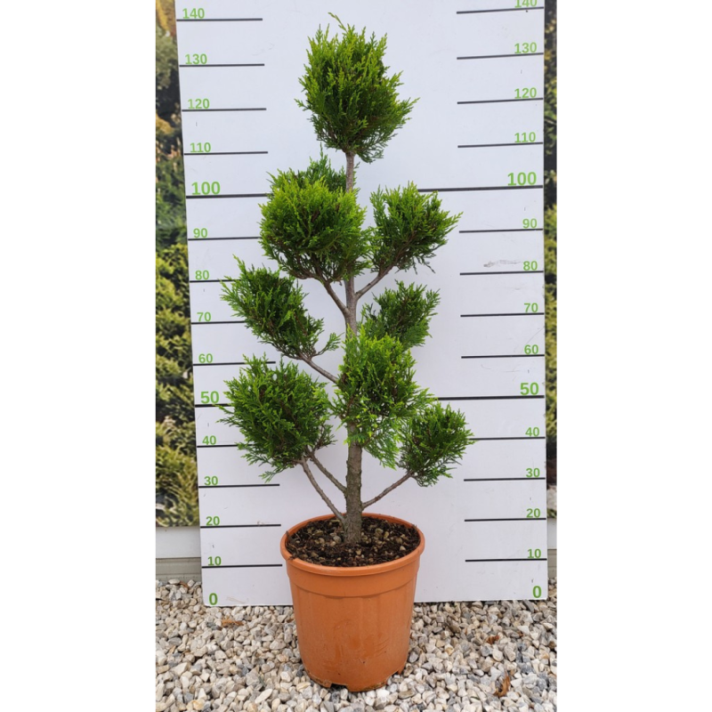 Topiary Cloud Tree - Cupressus Castlewellan Gold - Pom Pom Topiary Tree