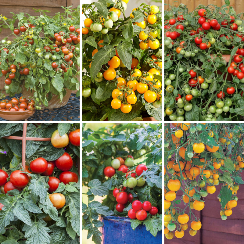 Container & Basket Tomato Collection - Pack of SIX Plants