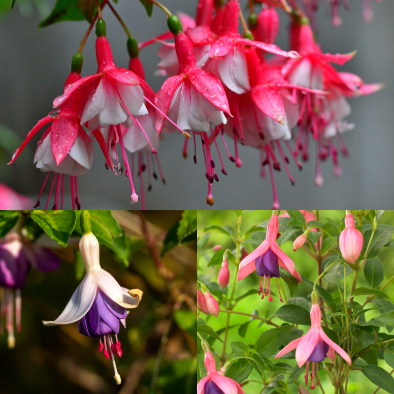 Fuchsia Bella - Pack of Six Potted Plants