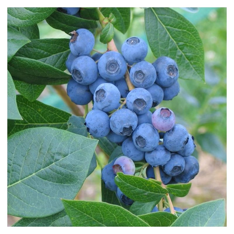 Blueberry Duke - Vaccinium corybosum Blue Berry