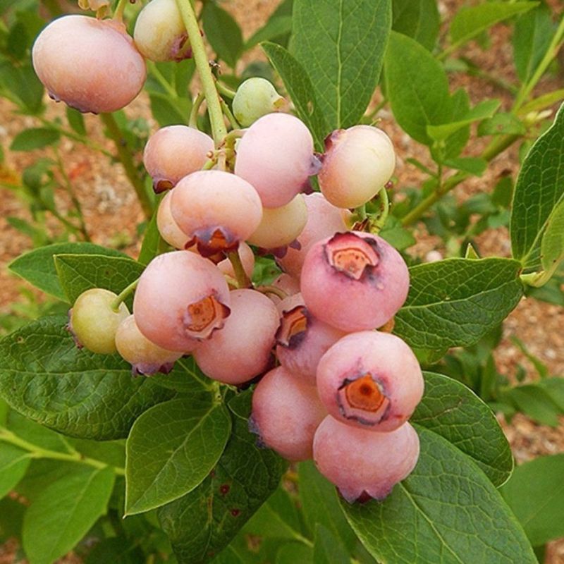 Blueberry Pink Popcorn - Vaccinium corybosum for the Patio or Garden ...