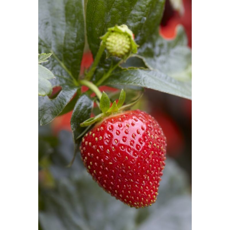 Strawberry 'Elan'