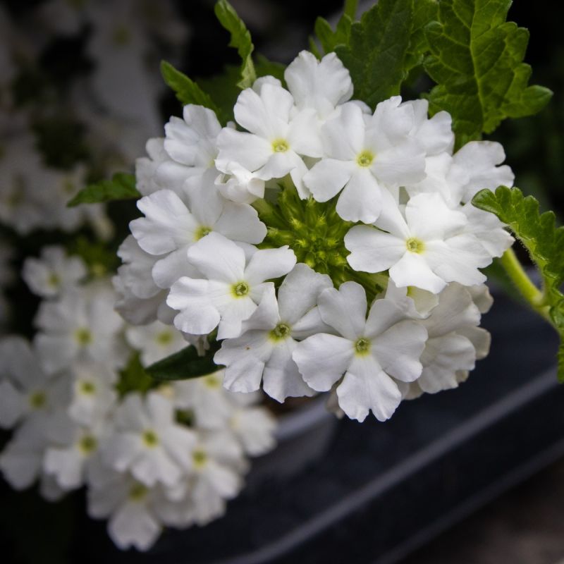 Verbena White' - Trailing Basket & Patio Plant