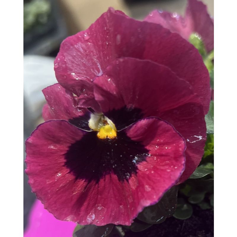 Pansy Red Blotch in Bud & Bloom