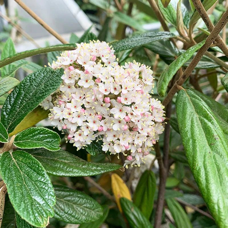 Viburnum X Pragense