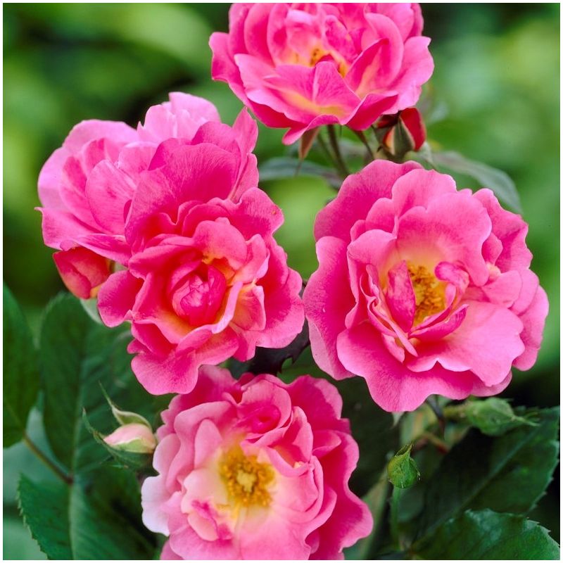 Rose Ville de Roeulx