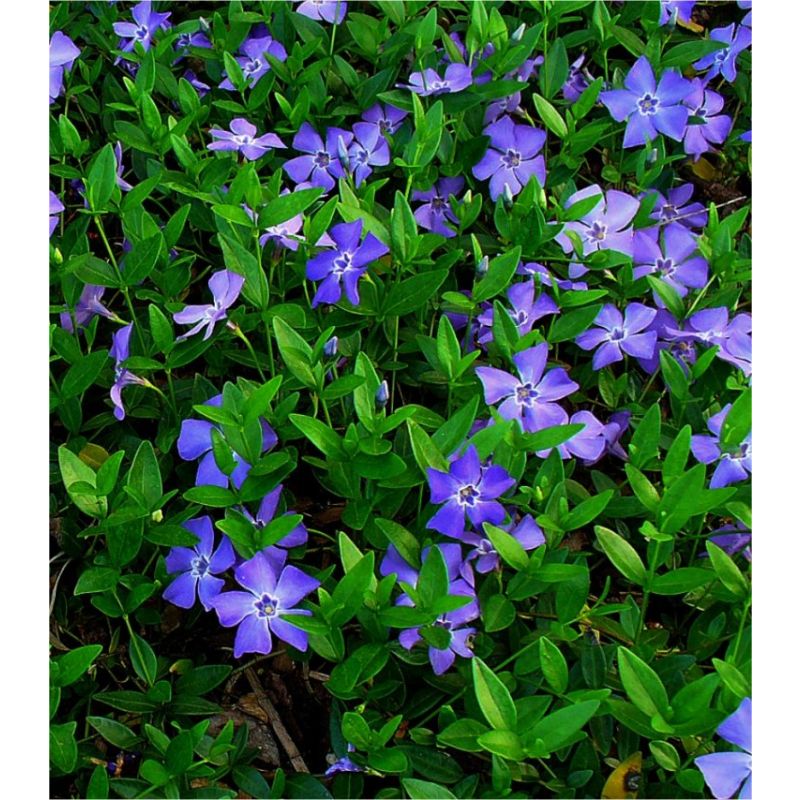 Vinca minor - Pack of THREE - Blue Flowered Evergreen Ground Covering ...