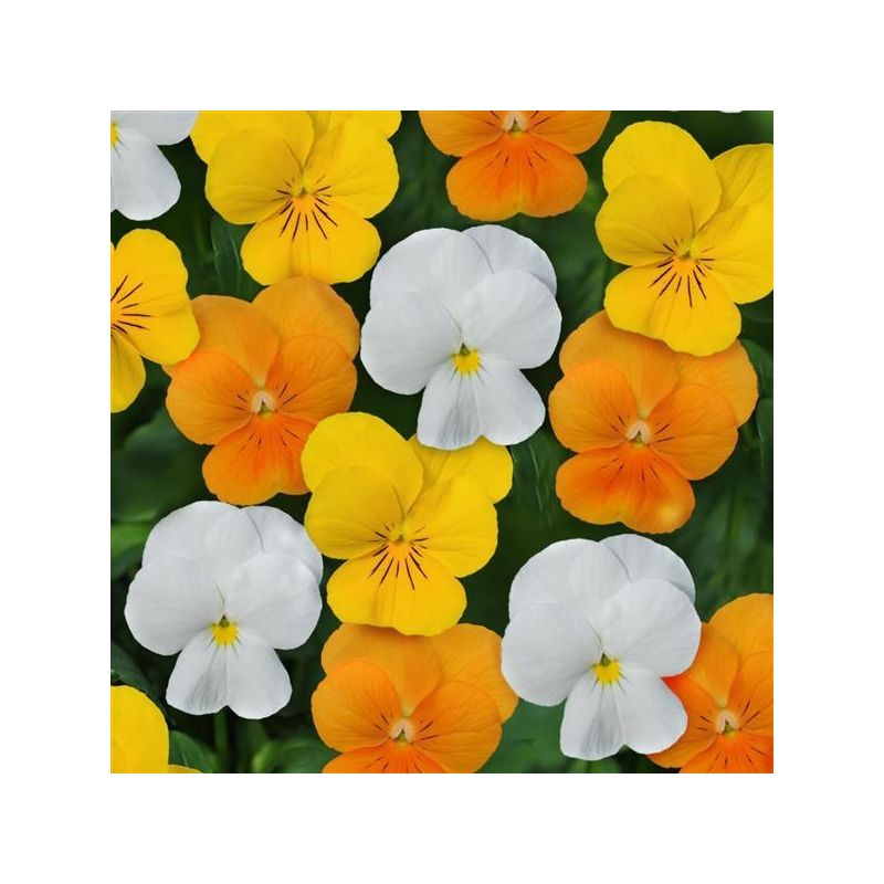 Viola Citrus Mixed - Pack of Six Plants
