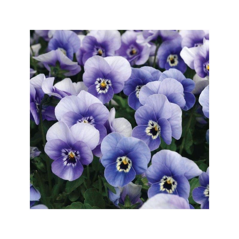 Viola Marina - in Bud and Bloom