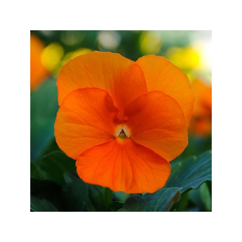 Viola Orange - in Bud and Bloom