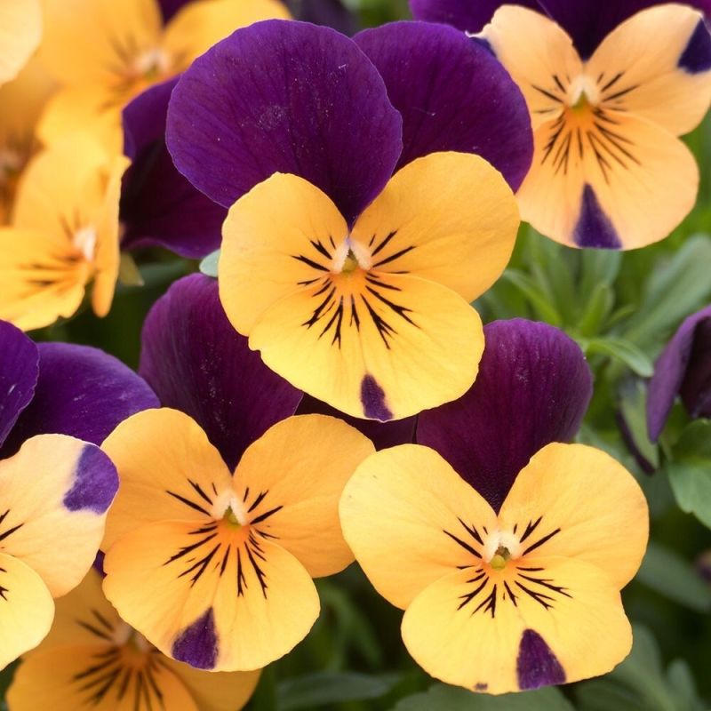 Viola Orange with Purple Wing - in Bud and Bloom