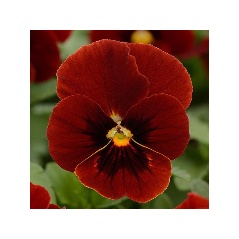 Viola Red Blotch - in Bud and Bloom
