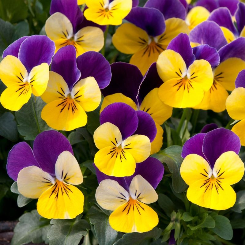 Viola Yellow - Purple Wing - in Bud and Bloom