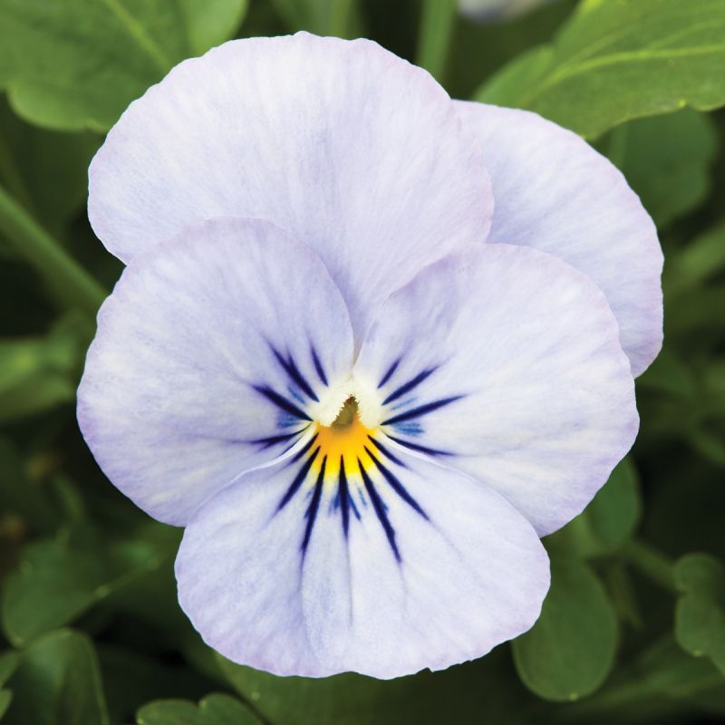 Viola Trailing Sky Blue in Bud and Bloom