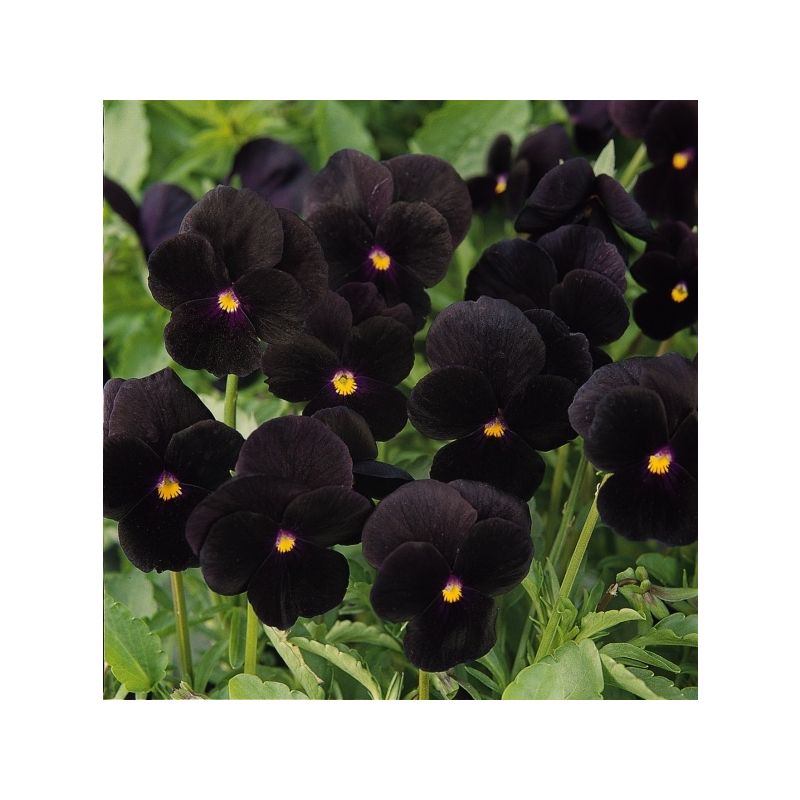 Viola Black - Pack of Six Plants