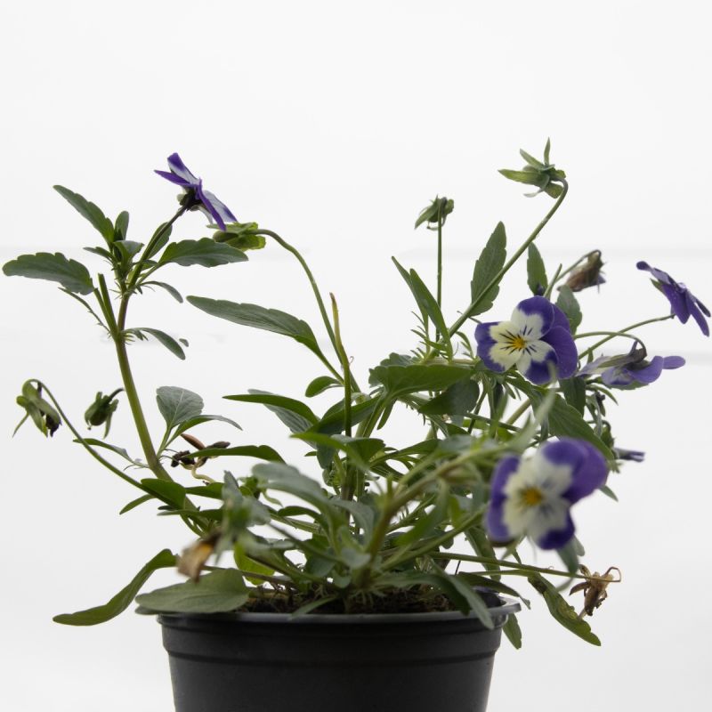 Viola Trailing Blue Face