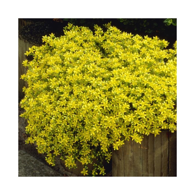 Sedum Acre - Biting Stonecrop