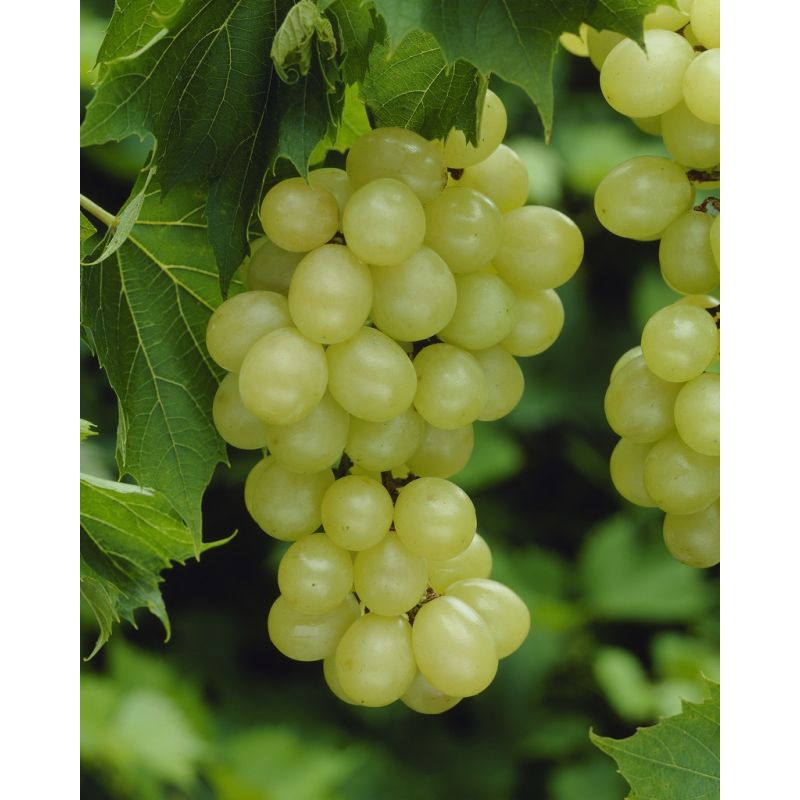 Vitis vinifera White Muscat of Alexandria - Grape Vine