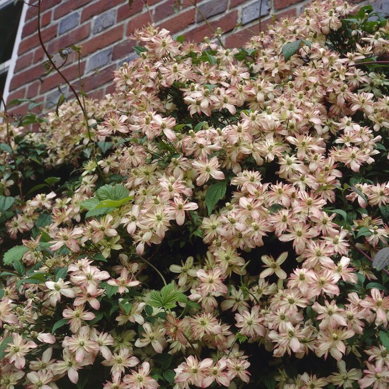 Large 6-7ft Climber - Clematis montana Marjorie - Late Spring Flowering ...