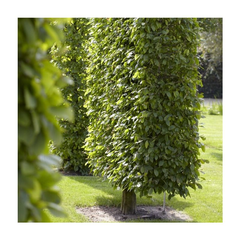 Fagus Sylvatica - Beech - Bare Root Hedging 100-125cm - Pack of 12