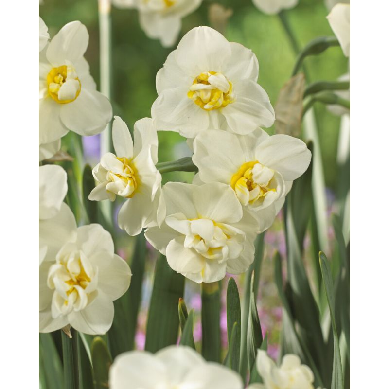 Narcissus - Daffodil Cheerfulness - Pack of EIGHT