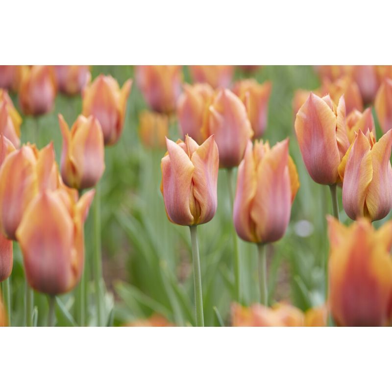 Tulip Request - Pack of 6 Bulbs