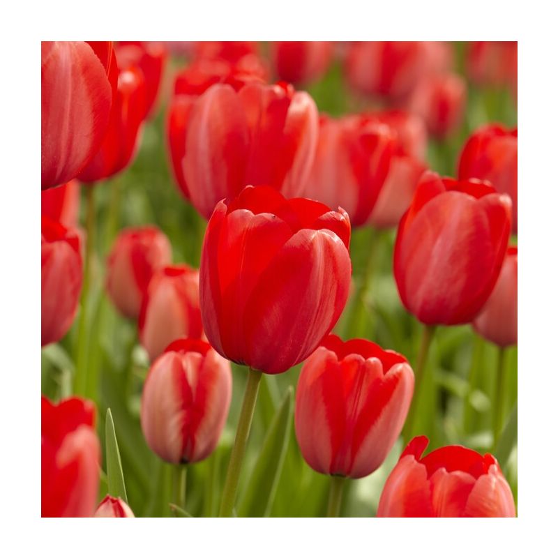 Tulip ' Red Impression' - Pack of 6