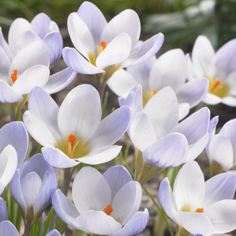 Crocus Blue Pearl - Pack of 10 Bulbs