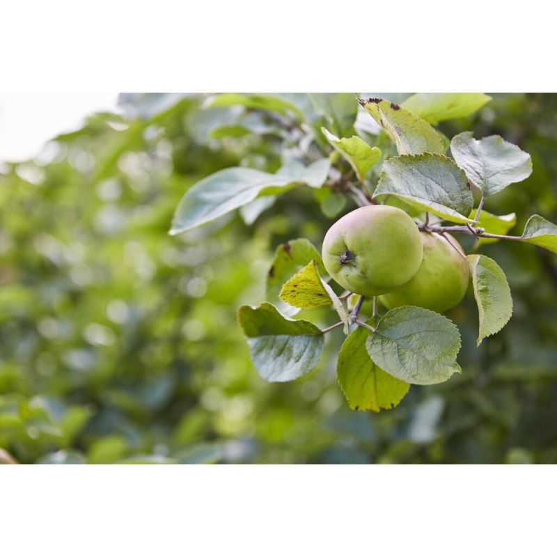 Patio Fruit Tree - Malus Bramley's Seedling - Apple Tree