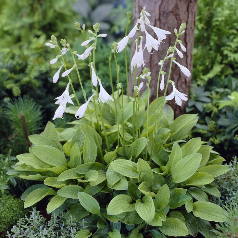 Hosta 'Snow Flakes'