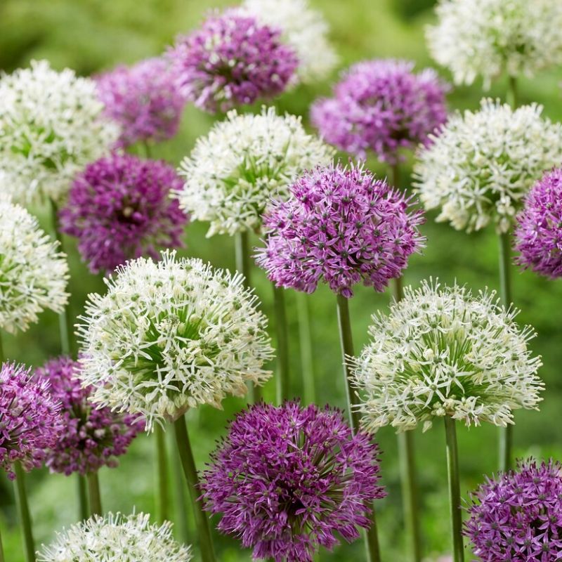 Allium Giant Mix - Pack of THREE Bulbs