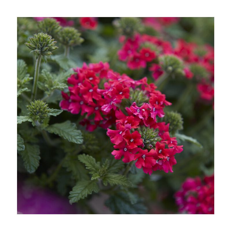 Verbena 'Raspberry' - Trailing Basket & Patio Plant
