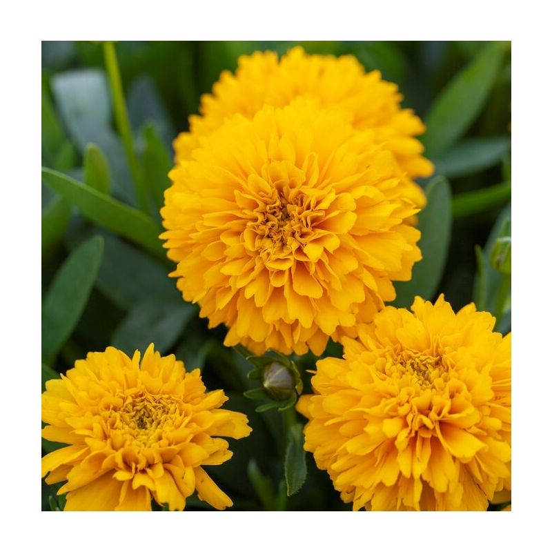 Coreopsis Golden Sphere