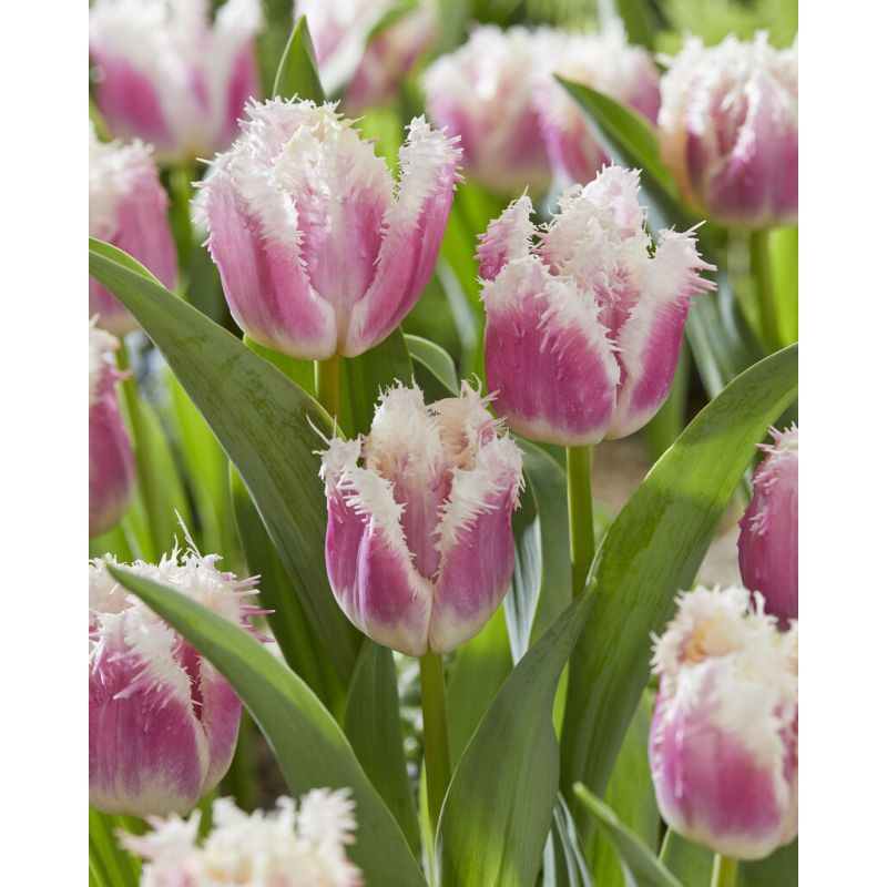 Tulip Hawaii- Pack of 6